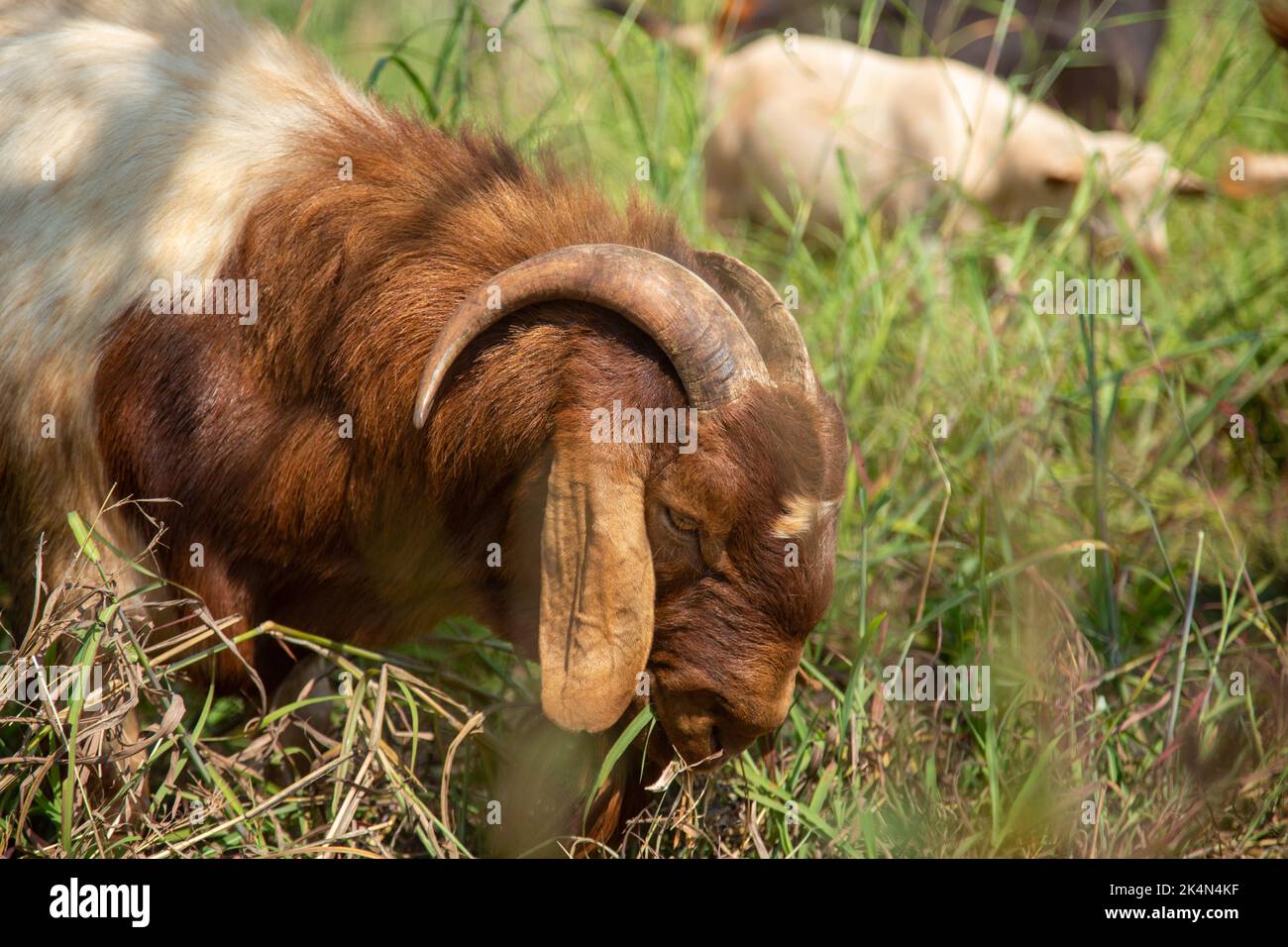Buck boer goat hi-res stock photography and images - Alamy