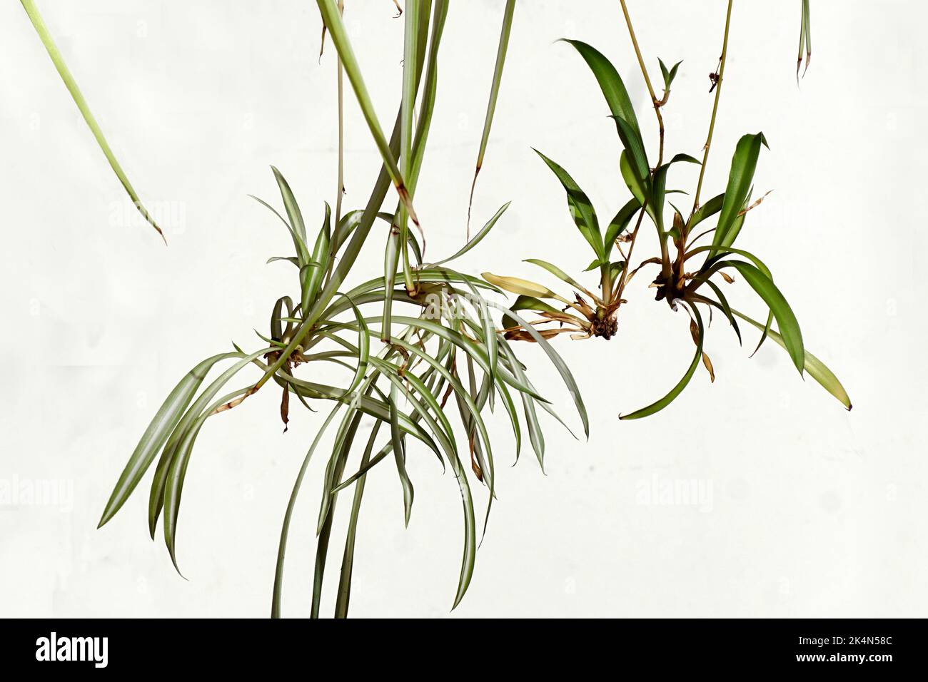 Hanging plantlets with variegated leaves and green leaves of the ...