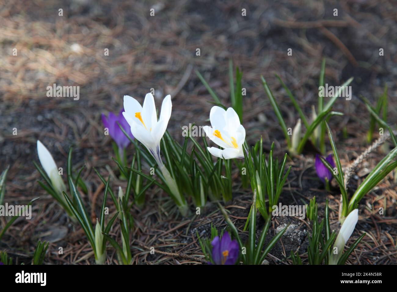 snowdrops in spring Stock Photo - Alamy