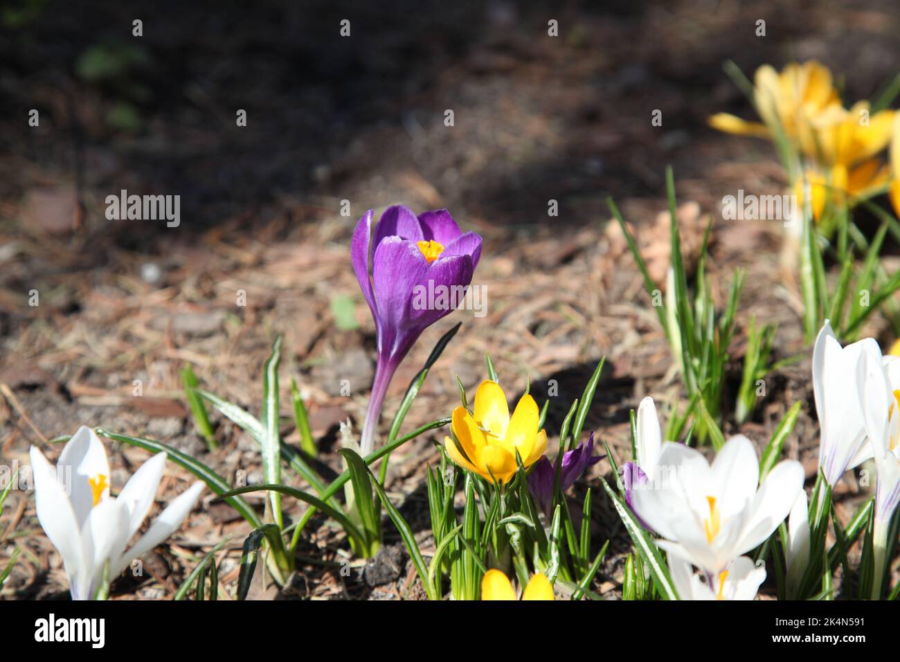 snowdrops in spring Stock Photo - Alamy