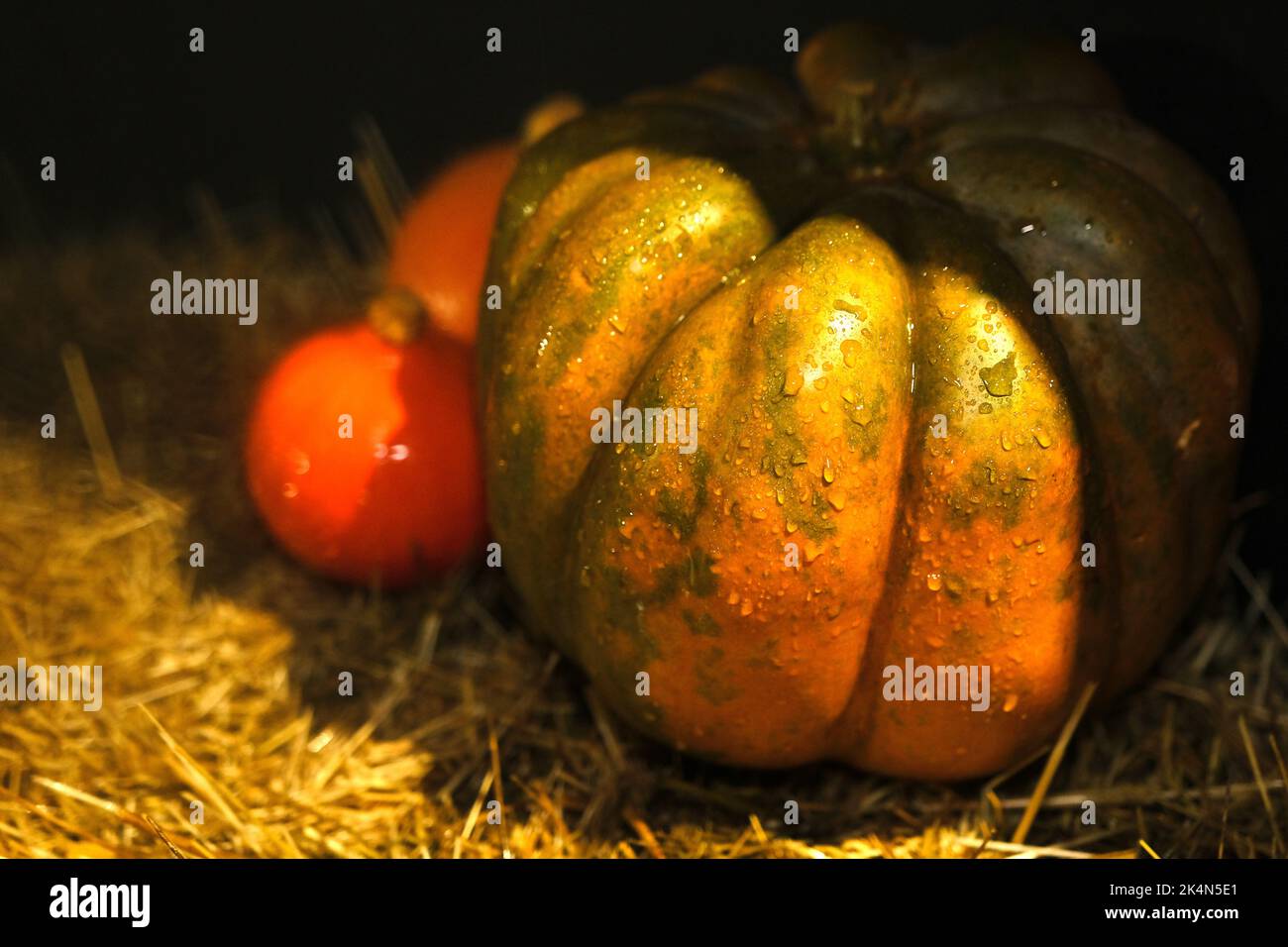 Halloween background with texture orange pumpkins on dark strow stack ...