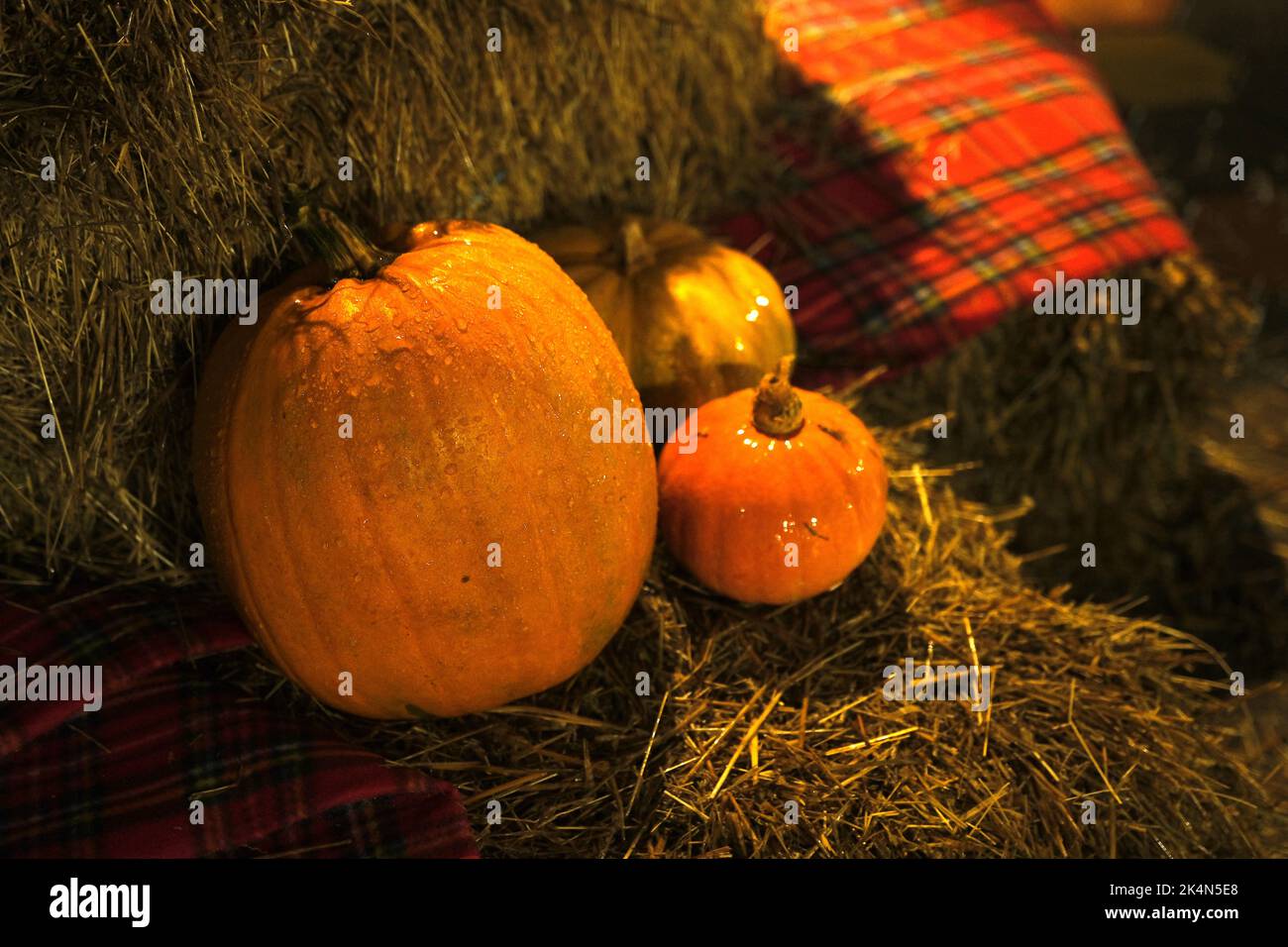 Halloween background with texture orange pumpkins on dark strow stack ...