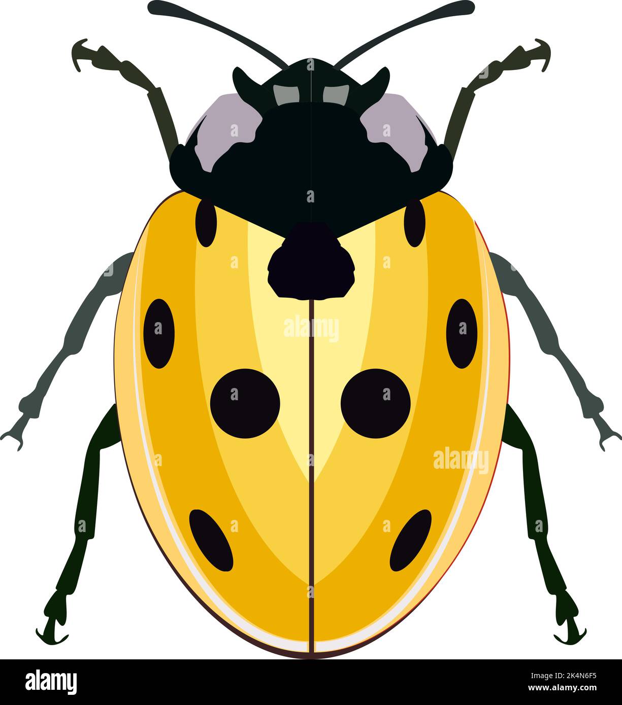 Ladybug silhouette hi-res stock photography and images - Alamy