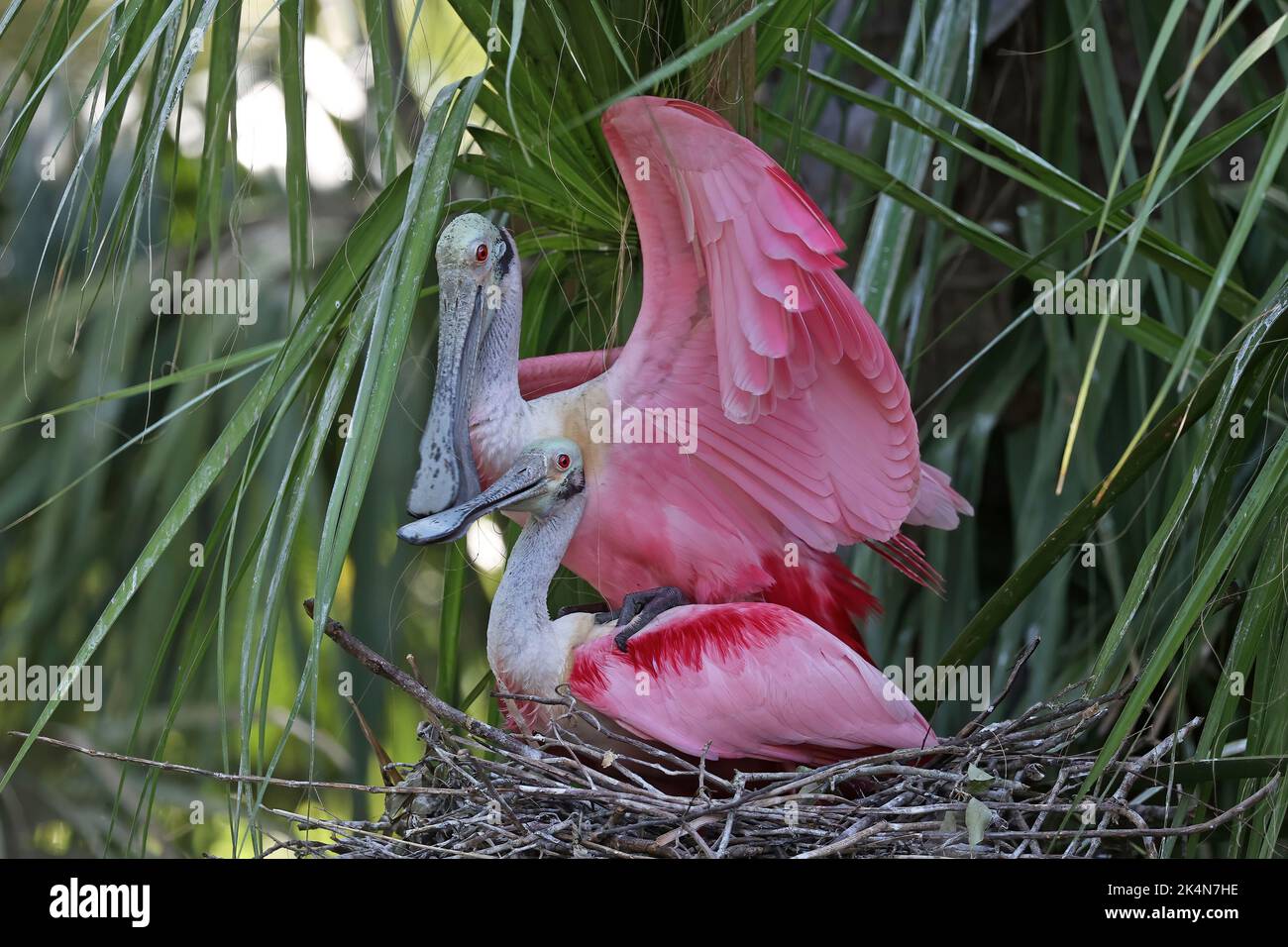 St augustine bird hi-res stock photography and images - Alamy