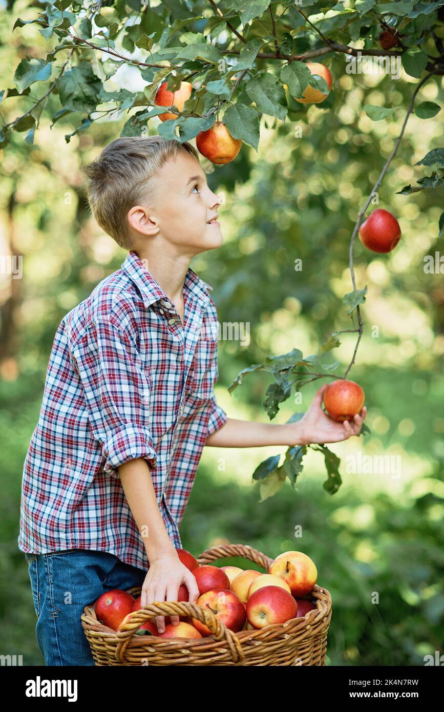 Child picking apples on farm in autumn. Boy playing in tree orchard ...