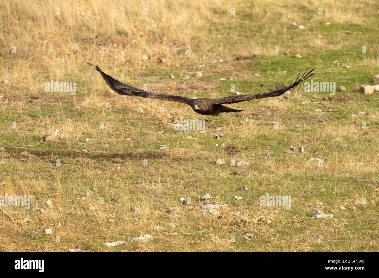 Golden eagle male flying in a Mediterranean forest with the first light ...