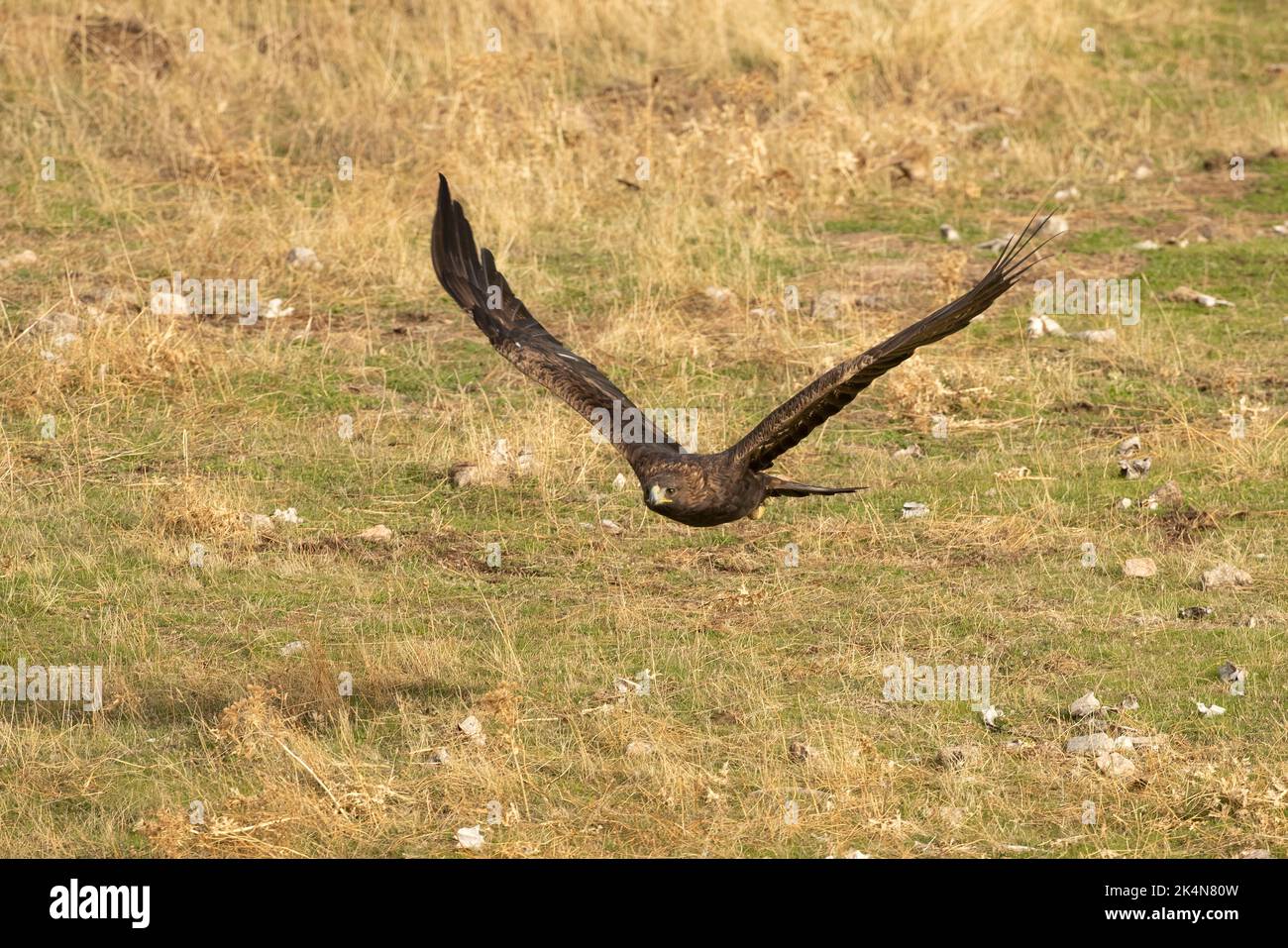 Golden eagle male flying in a Mediterranean forest with the first light ...