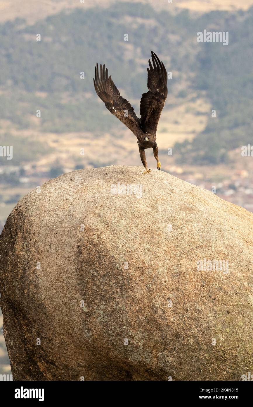 Closeup flying golden eagle hi-res stock photography and images - Alamy