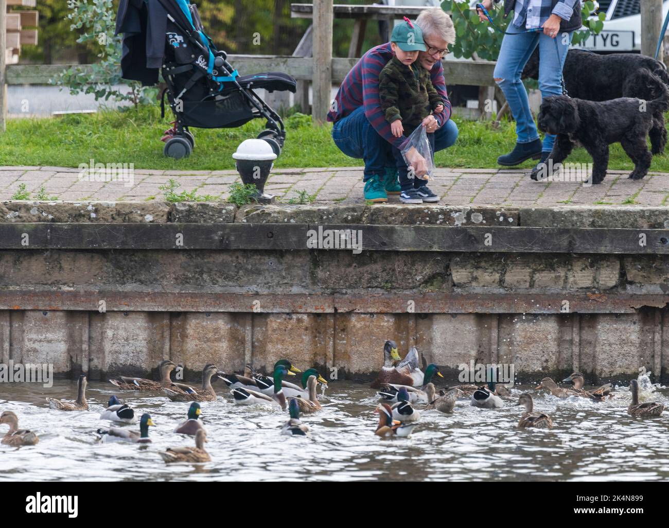 Myth of the northern mallard hi-res stock photography and images - Alamy