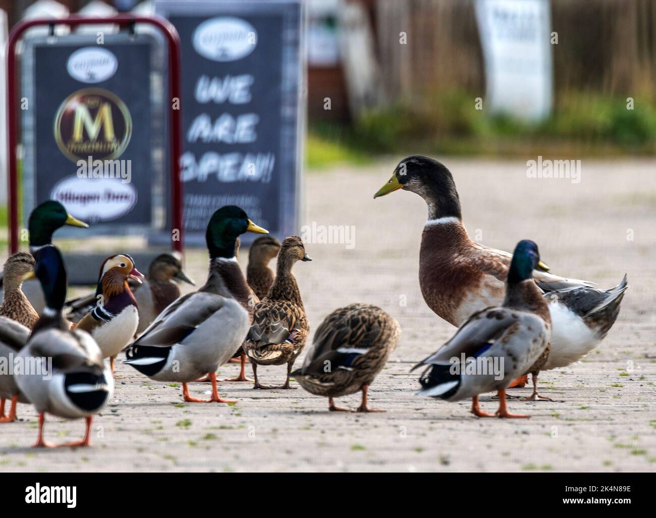 Myth of the northern mallard hi-res stock photography and images - Alamy