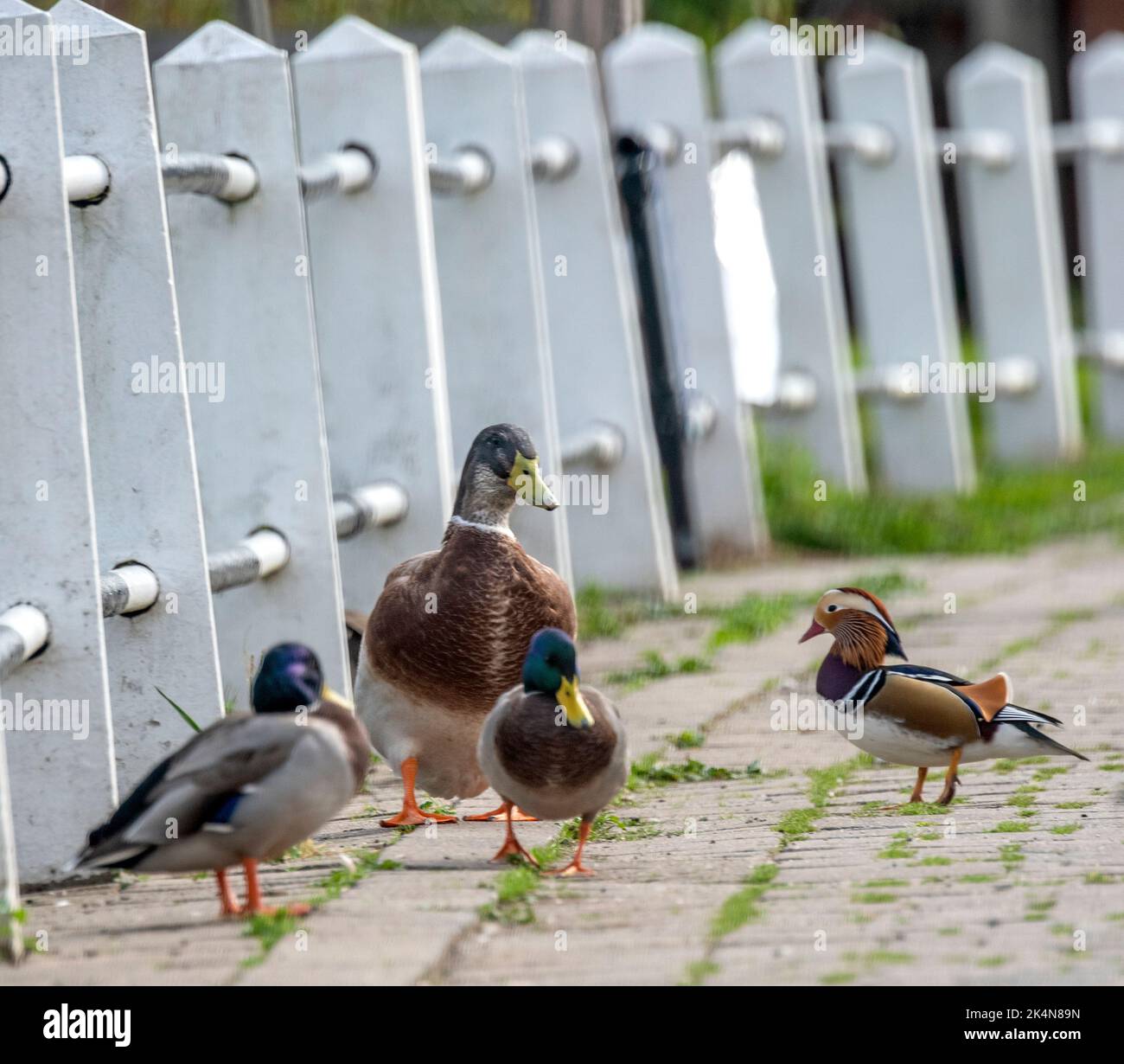 Myth of the northern mallard hi-res stock photography and images - Alamy