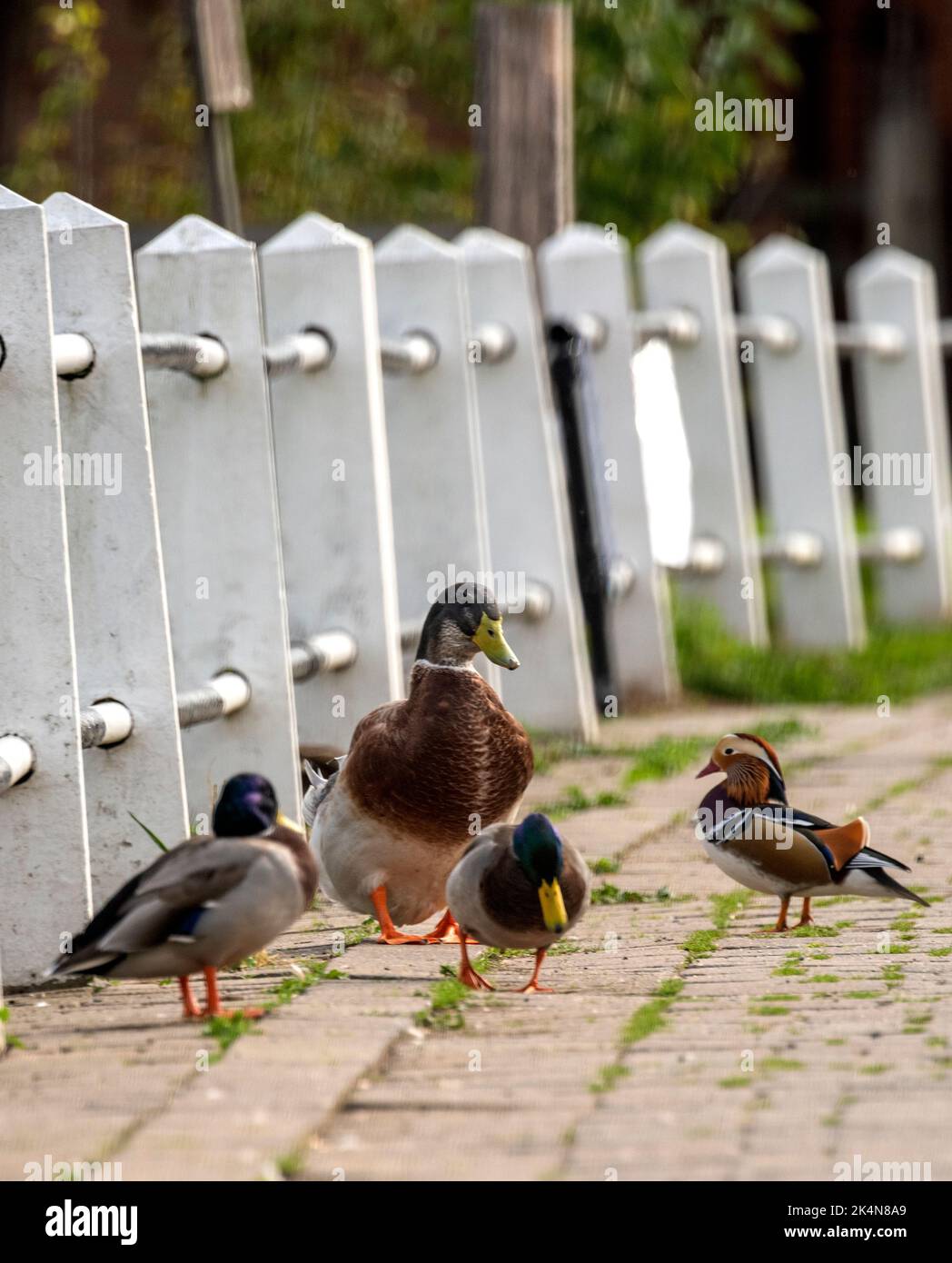 Myth of the northern mallard hi-res stock photography and images - Alamy