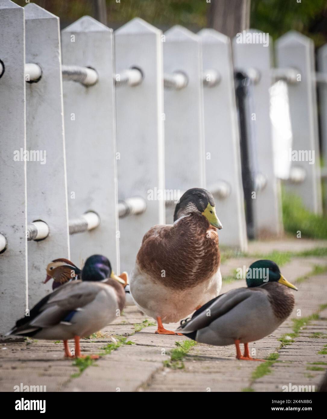 Myth of the northern mallard hi-res stock photography and images - Alamy