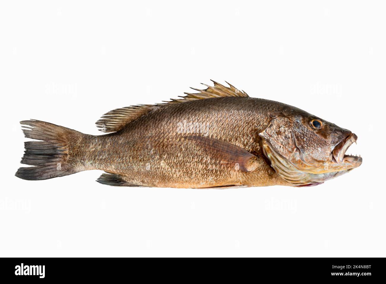 Background whole hi-res stock photography and images - Alamy