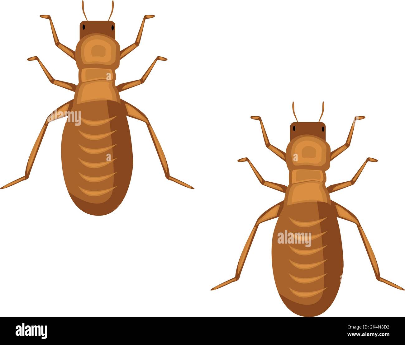 Female lice Cut Out Stock Images & Pictures - Alamy