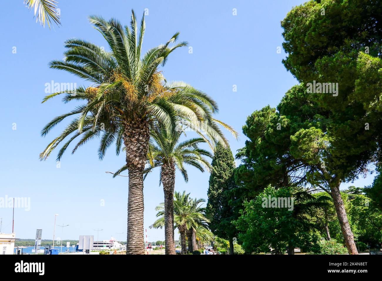 A view of trees in warm sunny weather in Pula, Croatia Stock Photo - Alamy