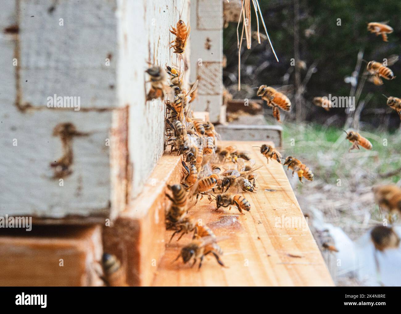 Honeybees busy working at their beehive Stock Photo - Alamy