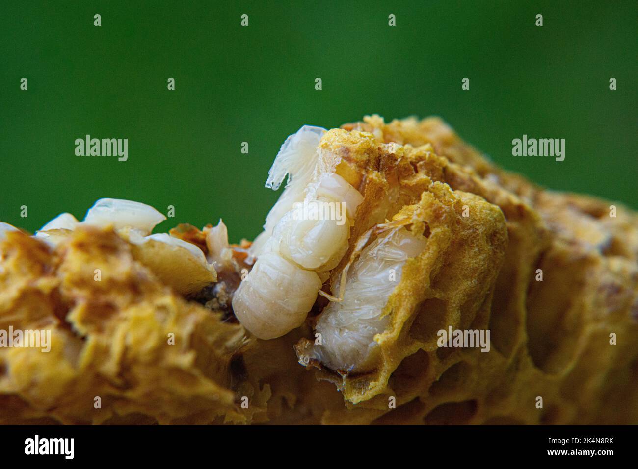 Honeybees busy working at their beehive Stock Photo - Alamy