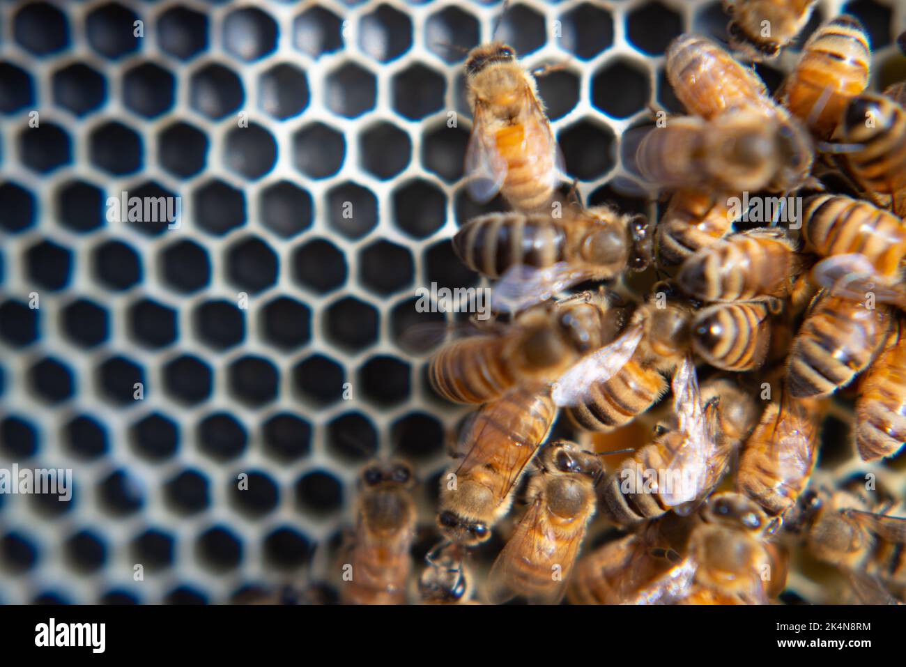 Nurse honeybees hi-res stock photography and images - Alamy