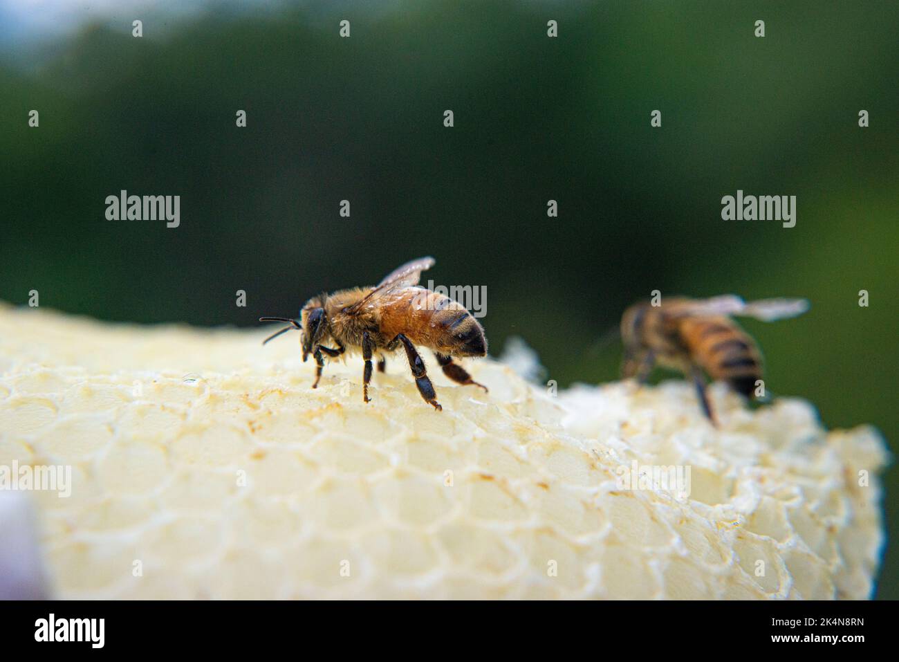 Honeybees busy working at their beehive Stock Photo - Alamy
