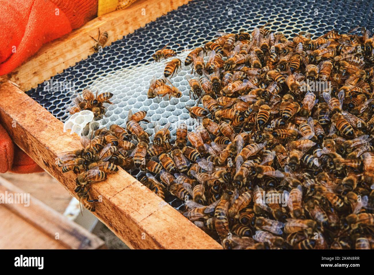 Honeybees busy working at their beehive Stock Photo - Alamy