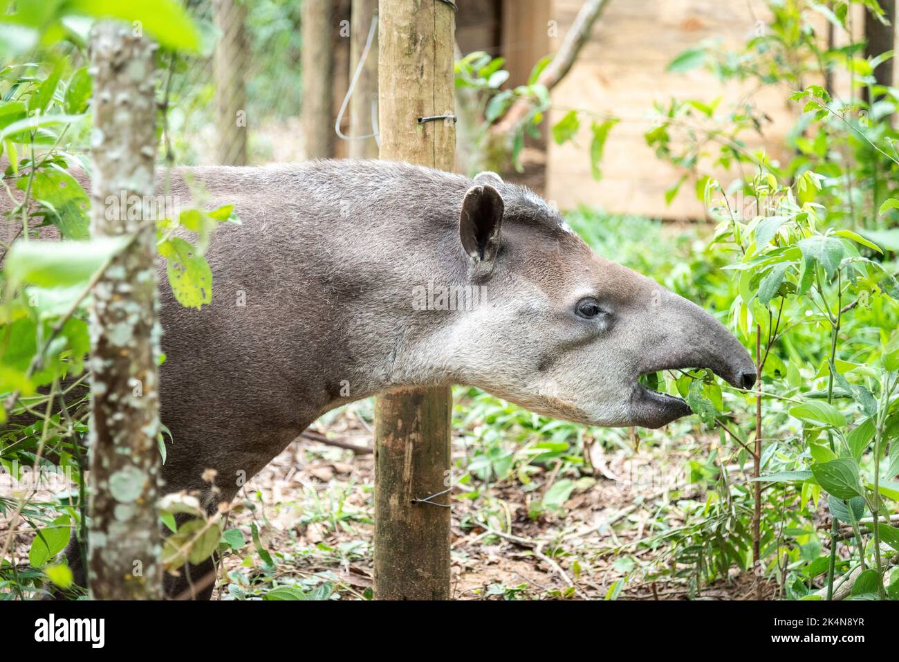 Tropical rainforest research hi-res stock photography and images - Alamy