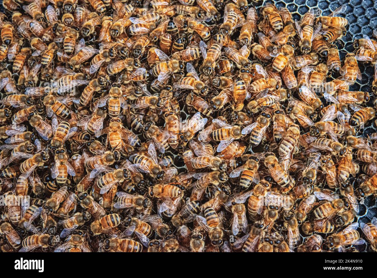 Honeybees busy working at their beehive Stock Photo - Alamy