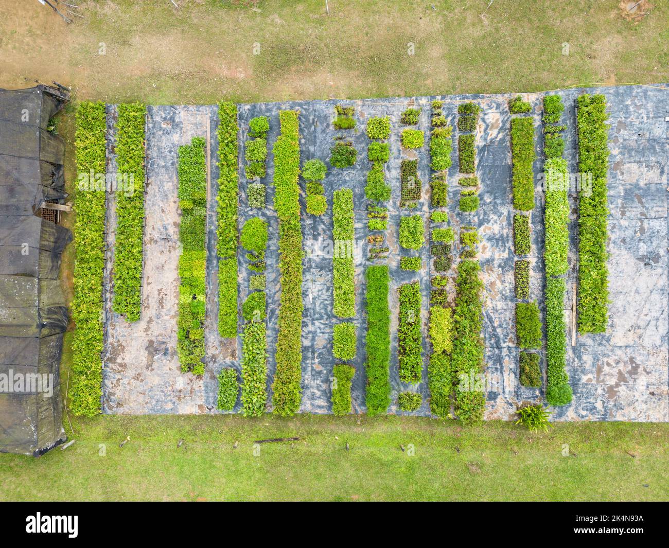Beautiful top down view to farm seedling nursery on green rainforest ...