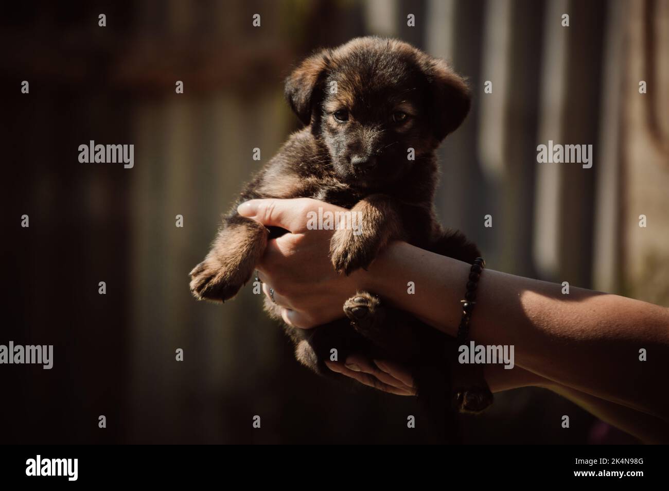 Hands holding small cute funny brown puppy Stock Photo - Alamy