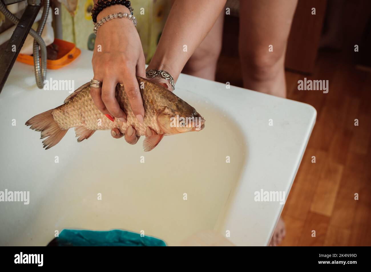Hands holding frightened fish crucian carp over bath Stock Photo - Alamy