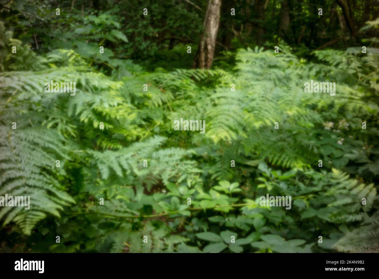 Complex vascular patterns hi-res stock photography and images - Alamy