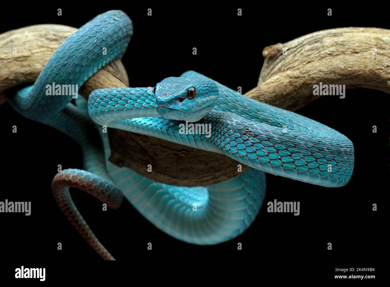 full length blue viper snake on a branch with head facing forward Stock ...