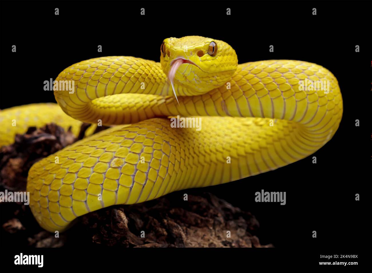 high venomous yellow viper snake isolated on black background Stock ...