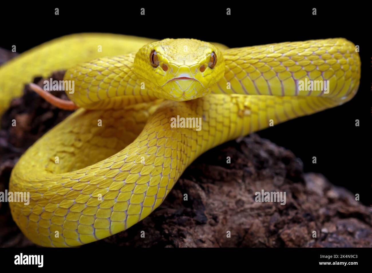 high venomous yellow viper snake front view Stock Photo - Alamy