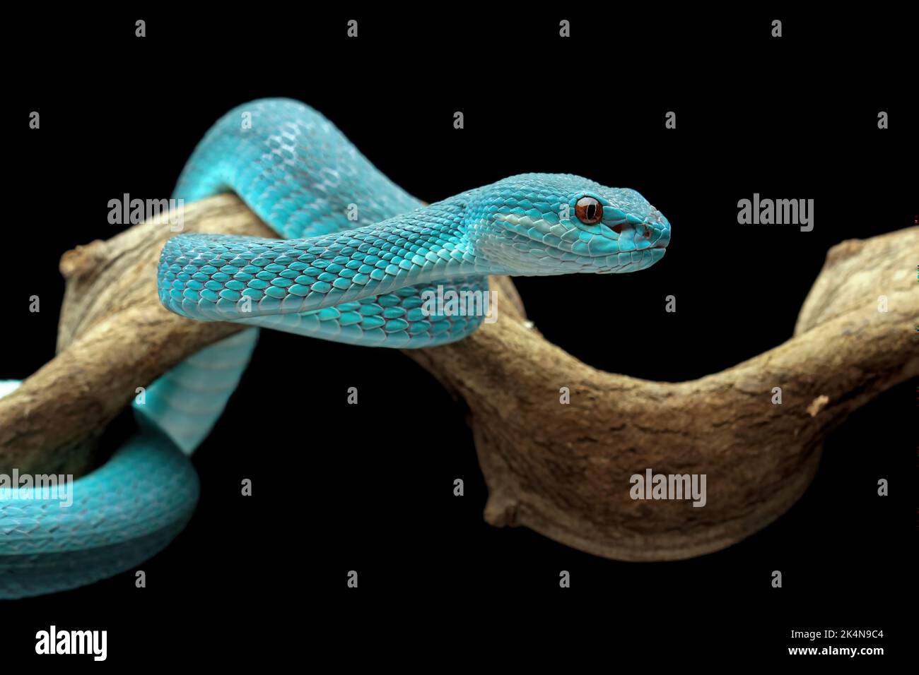 high venomous blue viper snake isolated on black background Stock Photo ...