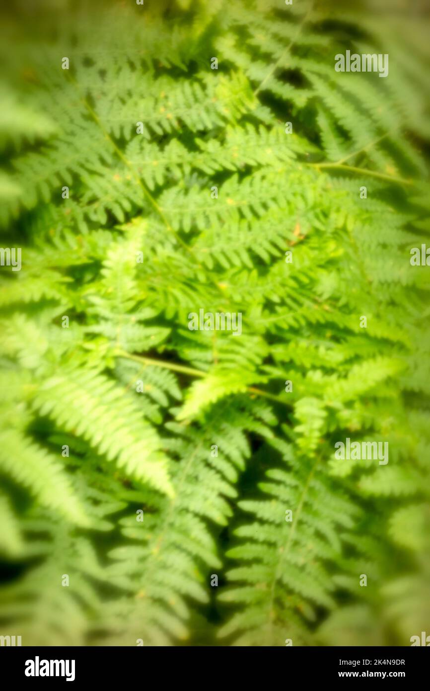 Age-defying, digital, premium, eye-catching, stand-out, high resolution ...