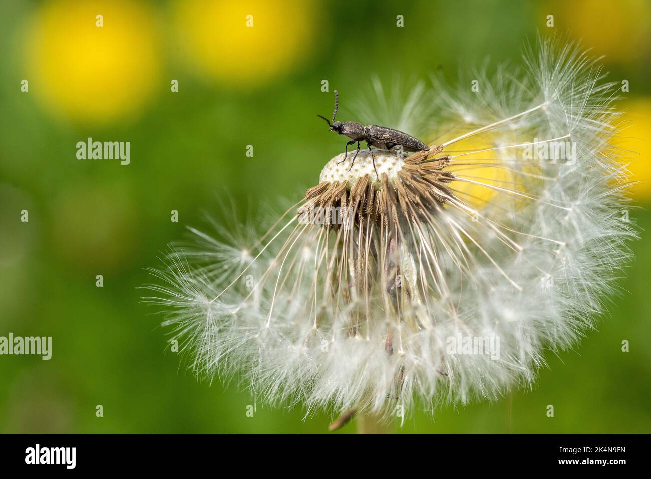 A small black insect standing on a common dandelion in closeup Stock ...