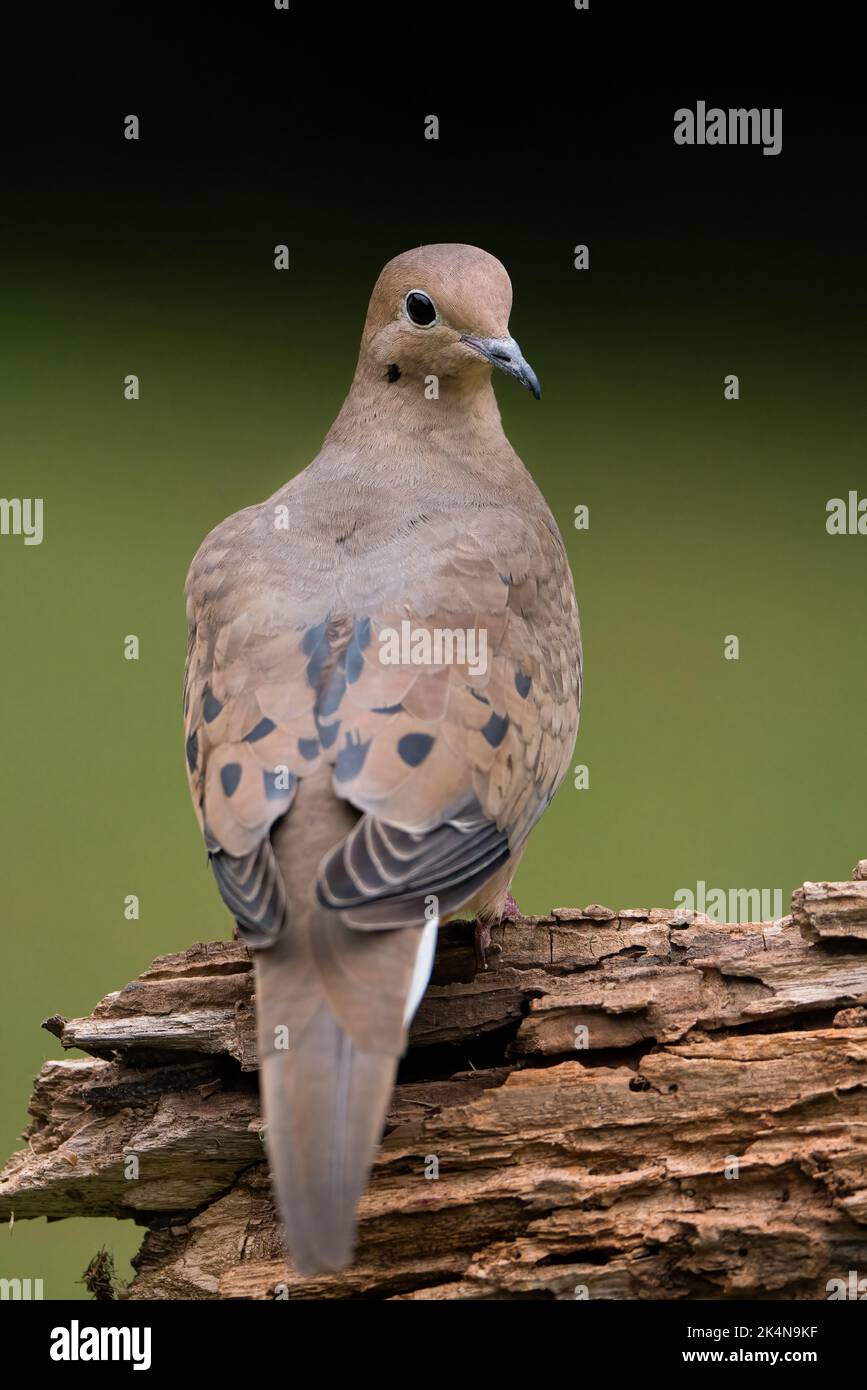 Mourning doves on perch hi-res stock photography and images - Alamy