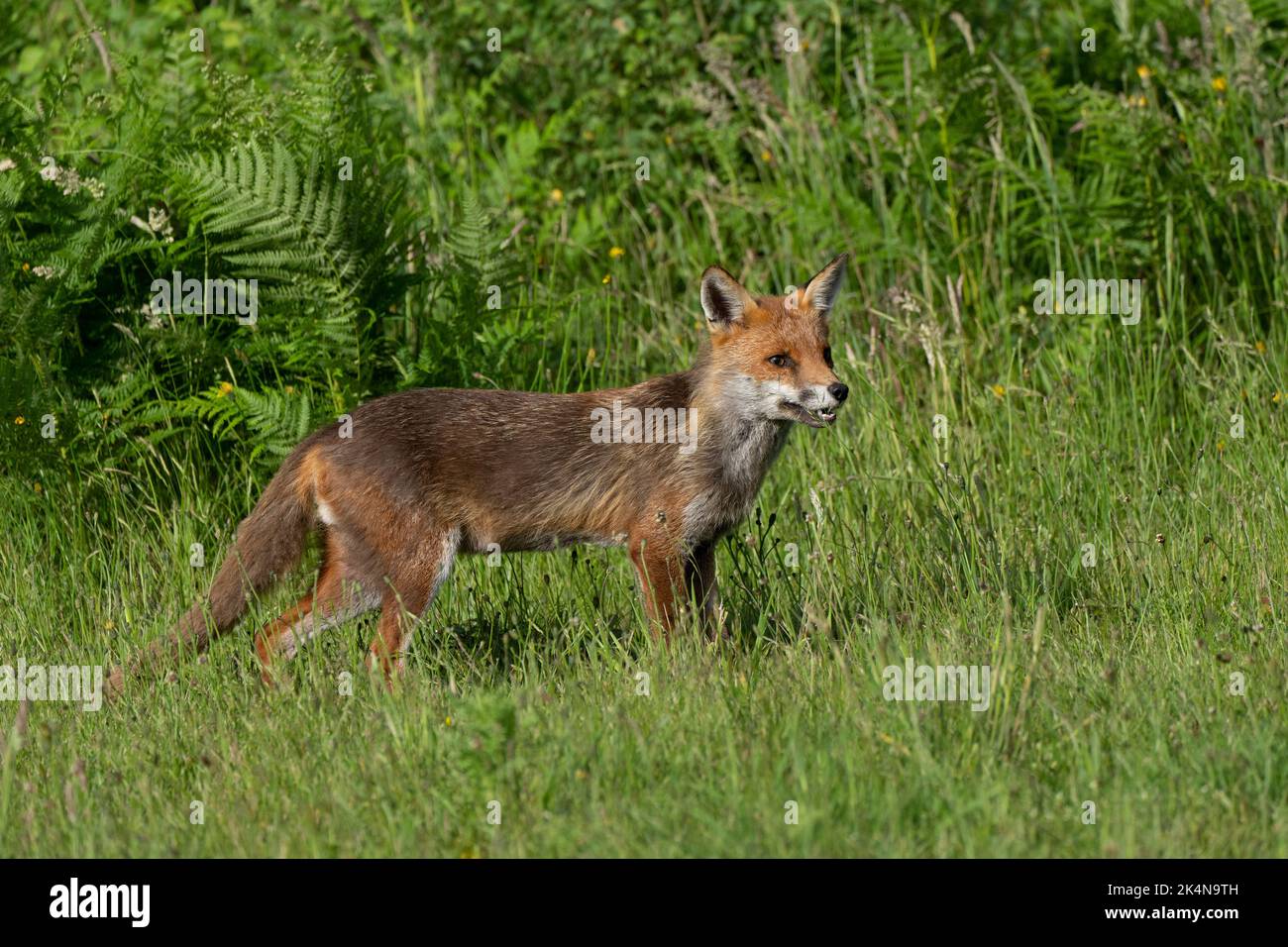 European Red fox -Vulpes vulpes Stock Photo - Alamy