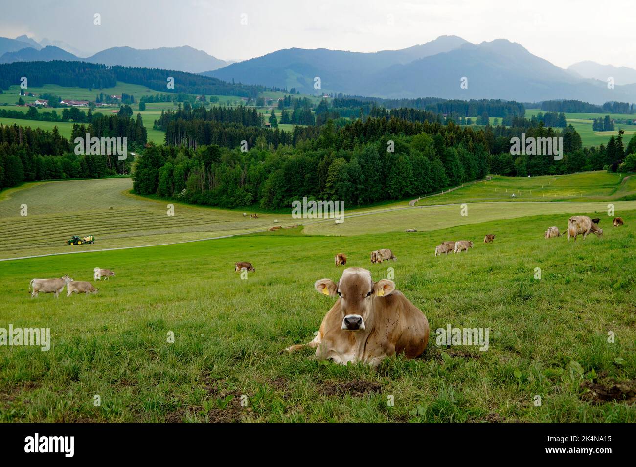 cows grazing on the alpine meadows of the scenic Rueckholz district in ...