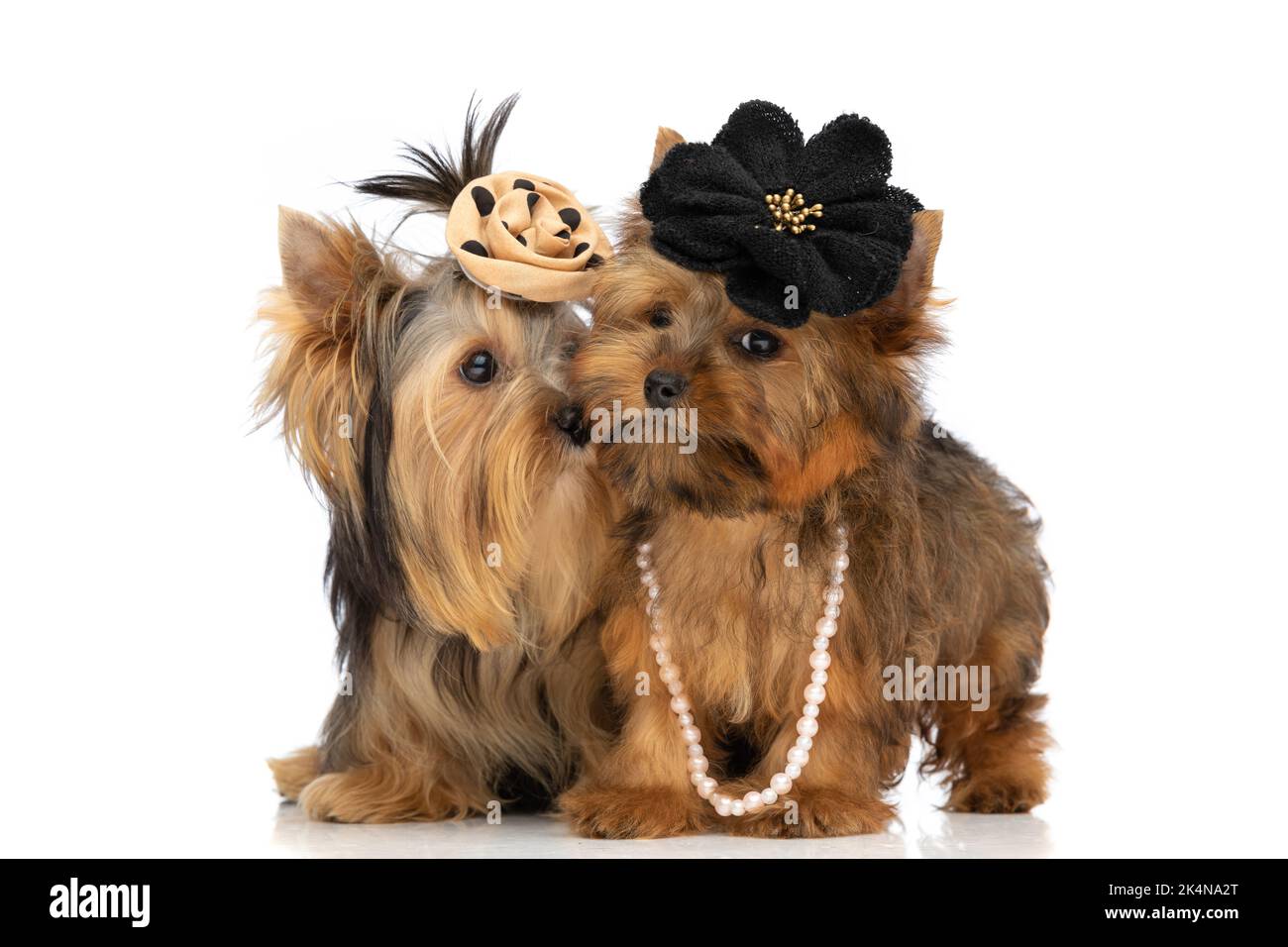 two little yorkshire terrier dogs couple wearing flowers and cuddling ...
