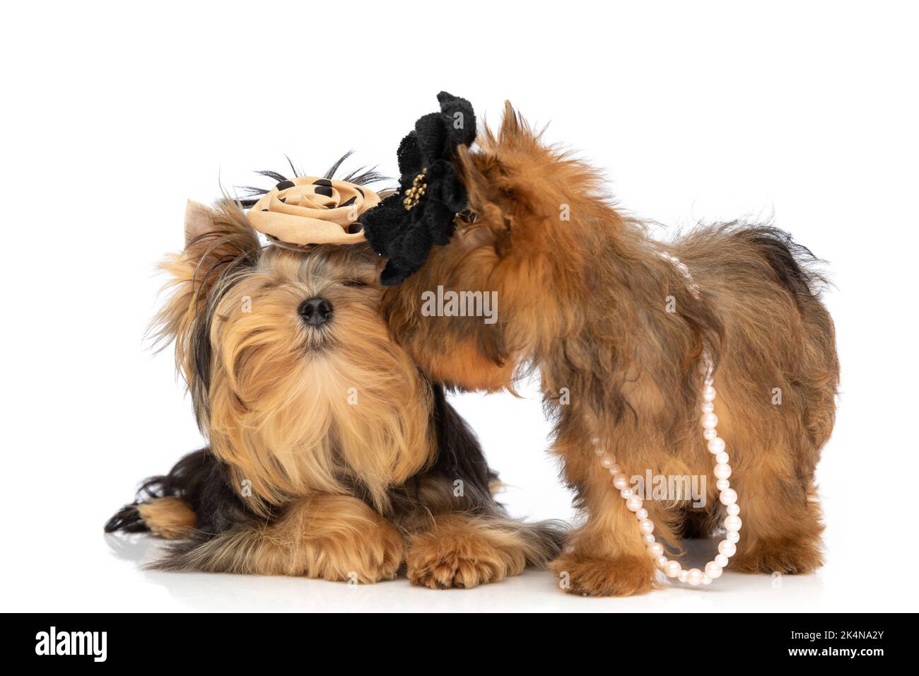 two little yorkshire terrier dogs wearing black flowers, necklace and ...