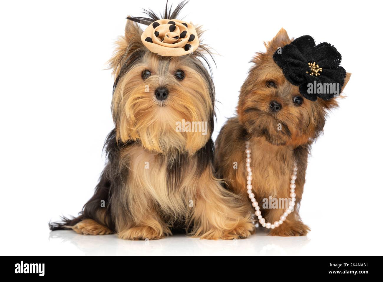 two little yorkshire terrier dogs wearing flowers, pearls and posing ...