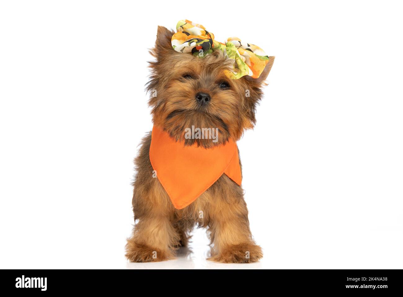 sweet little yorkshire terrier dog wearing an orange bandana and flower ...