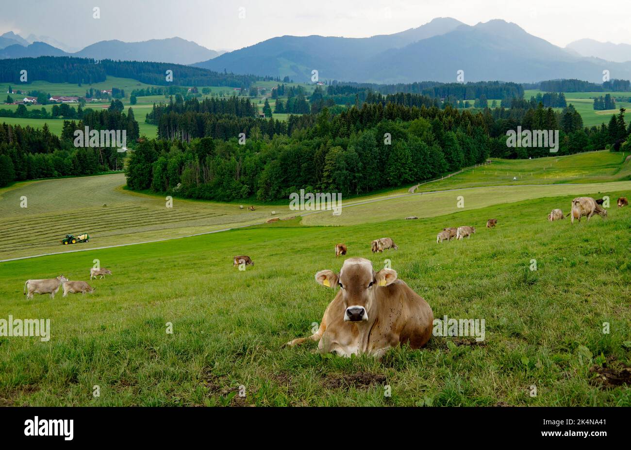 cows grazing on the alpine meadows of the scenic Rueckholz district in ...