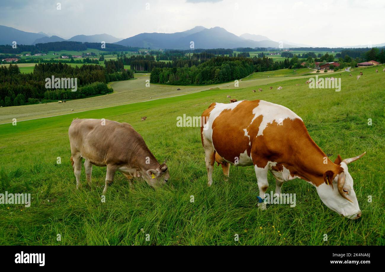 cows grazing on the alpine meadows of the scenic Rueckholz district in ...