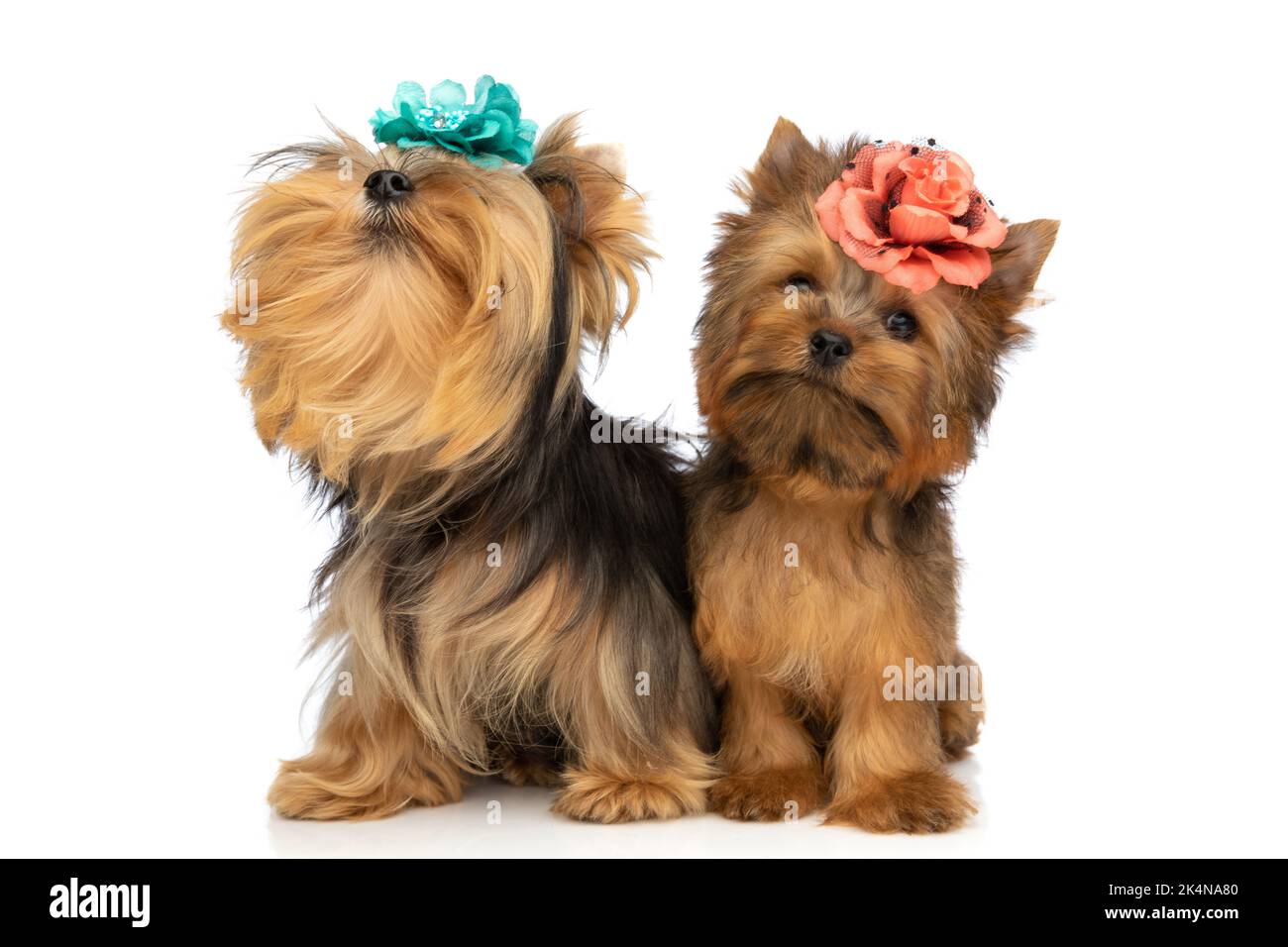 two little yorkshire terrier dogs wearing flowers and posing together ...