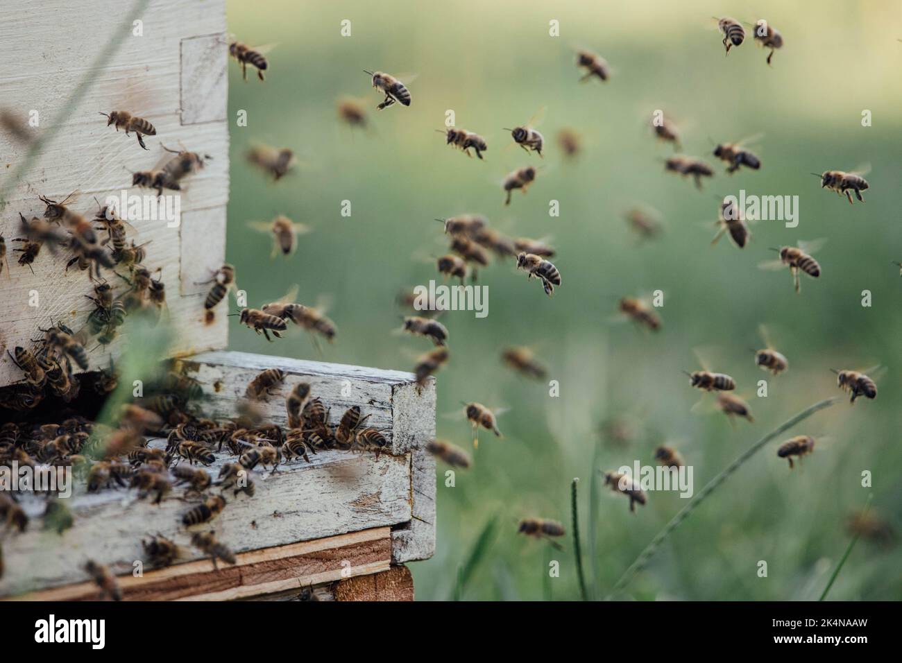 Flow hive box hi-res stock photography and images - Alamy