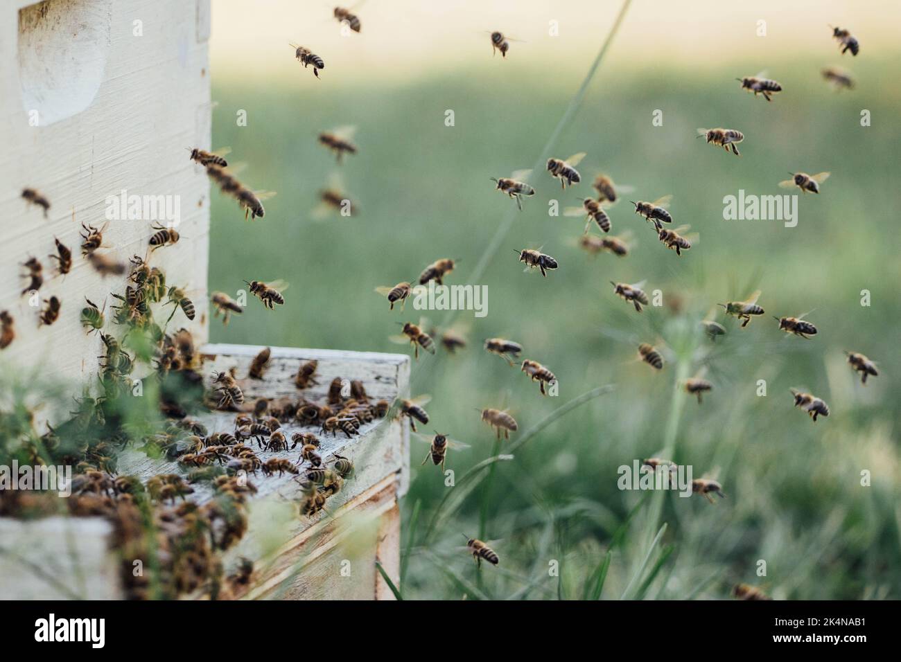 Honey bees flying to and from hive Stock Photo - Alamy