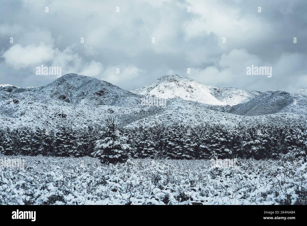 snow-covered grasslands in the forested Andes Stock Photo - Alamy